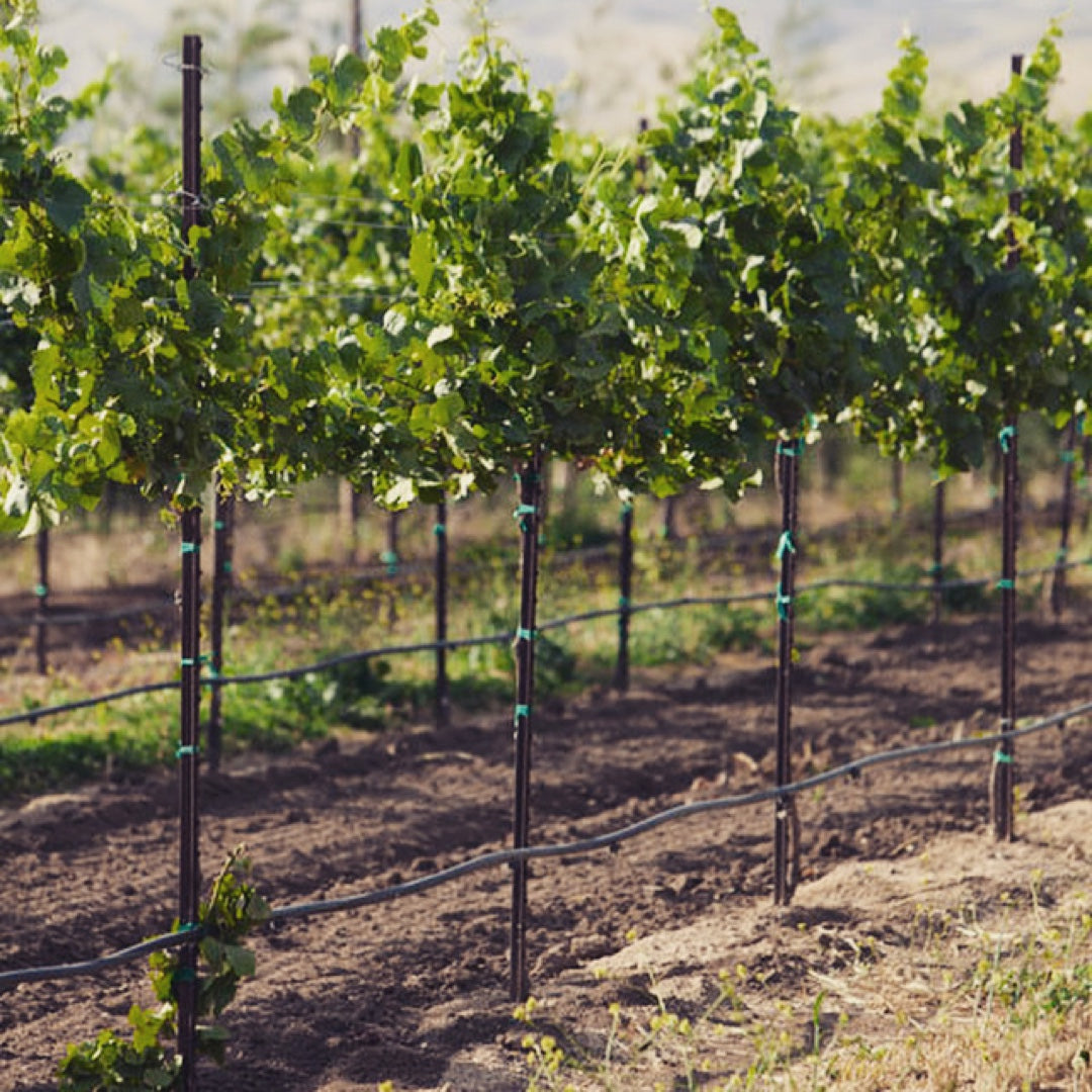 Riverview Vineyard